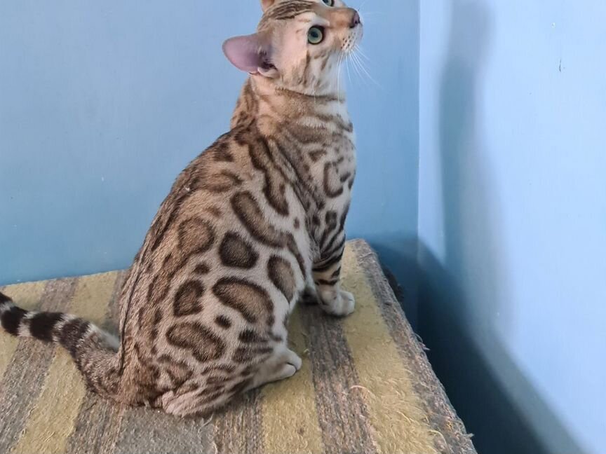 Снежный барс, бенгал