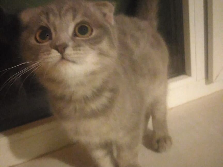 Шотландский котёнок ищет семью