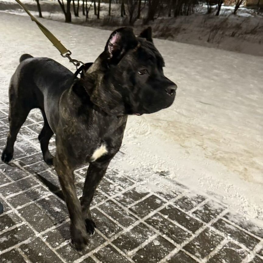 Щенки кане корсо