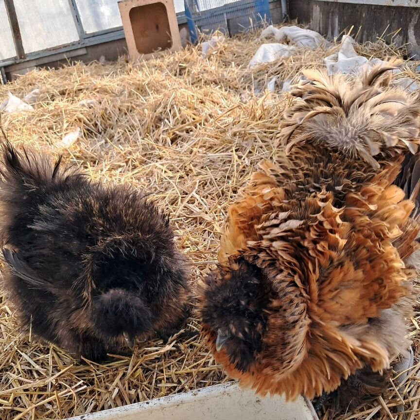 Курица Сизли