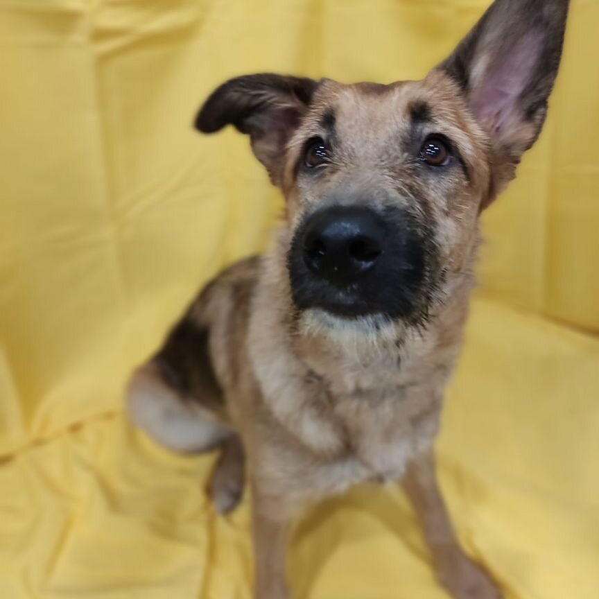 Машенька 5 мес, стерилизована, из приюта, не дикая