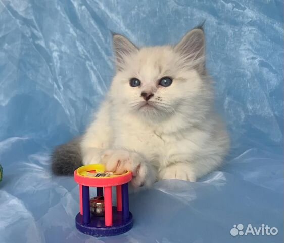 Продаем Невских Маскарадных котят