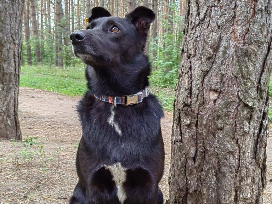 Собака в добрые руки отдам бесплатно