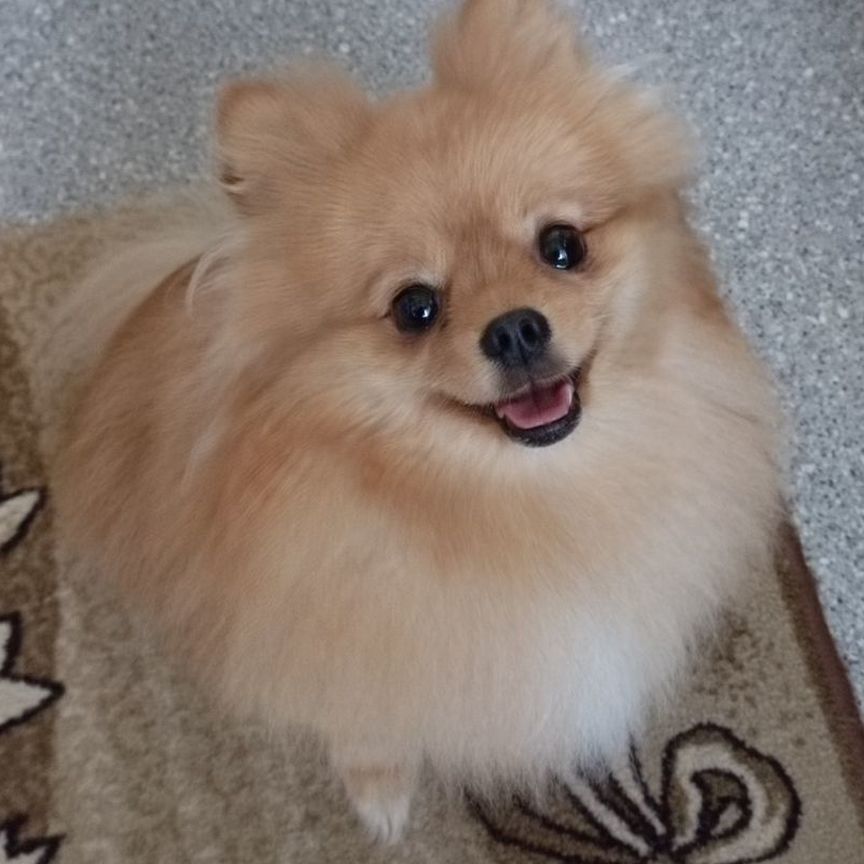 Кобель шпица для вязки