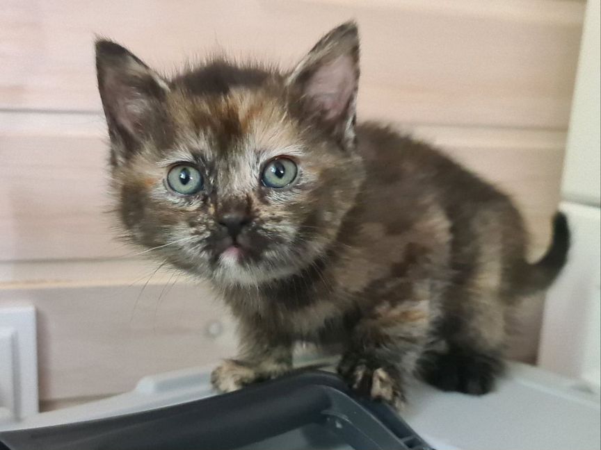 Котята в руки надёжных хозяев. Стерилизация в дар
