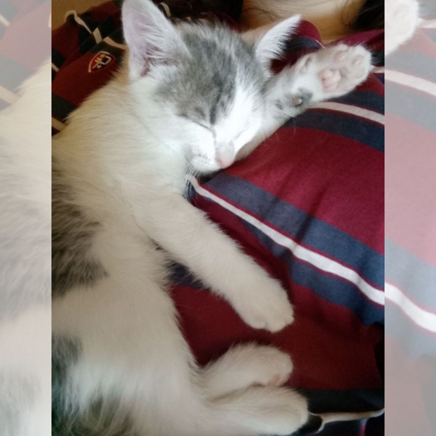 Котенок тайский полукровка