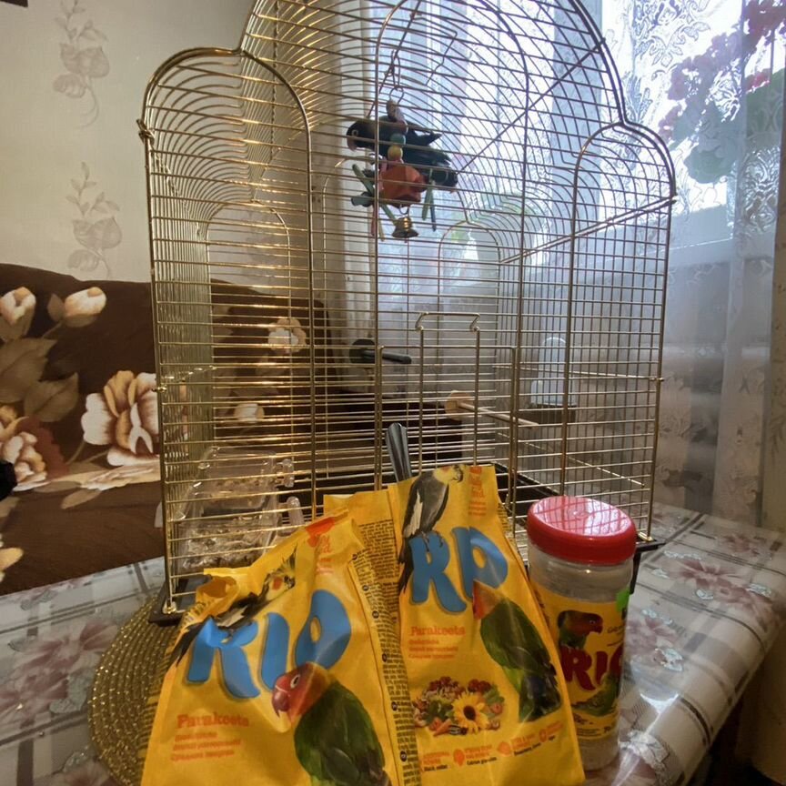 Попугай неразлучники с клеткой