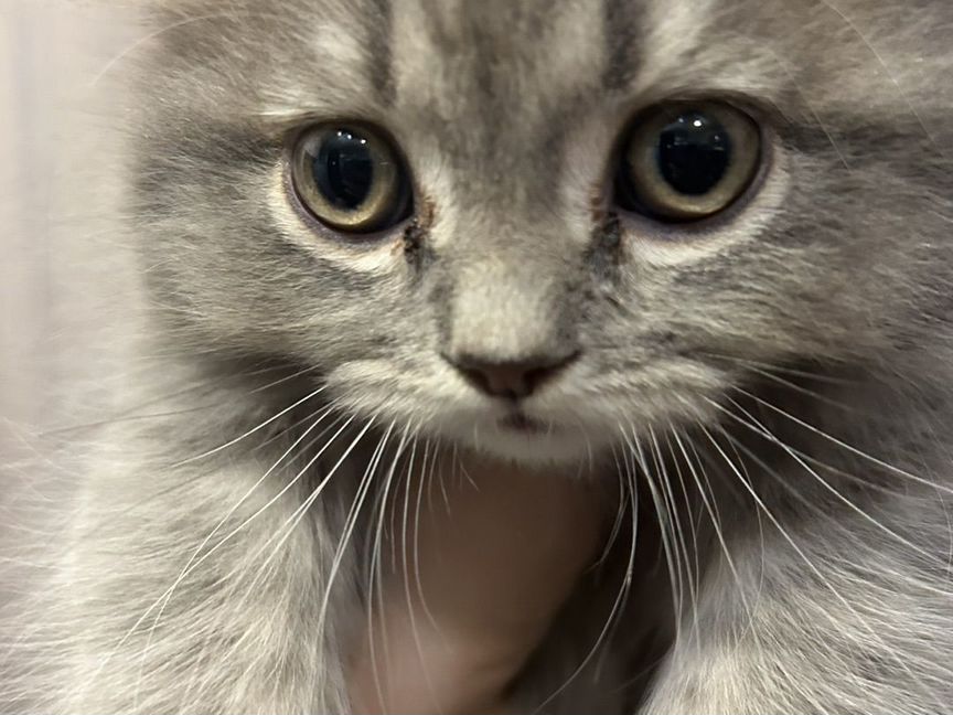 Котенок 2 месяца британский длинношерстный