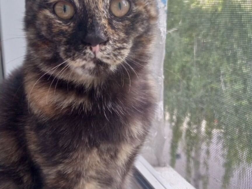 Котенок даром