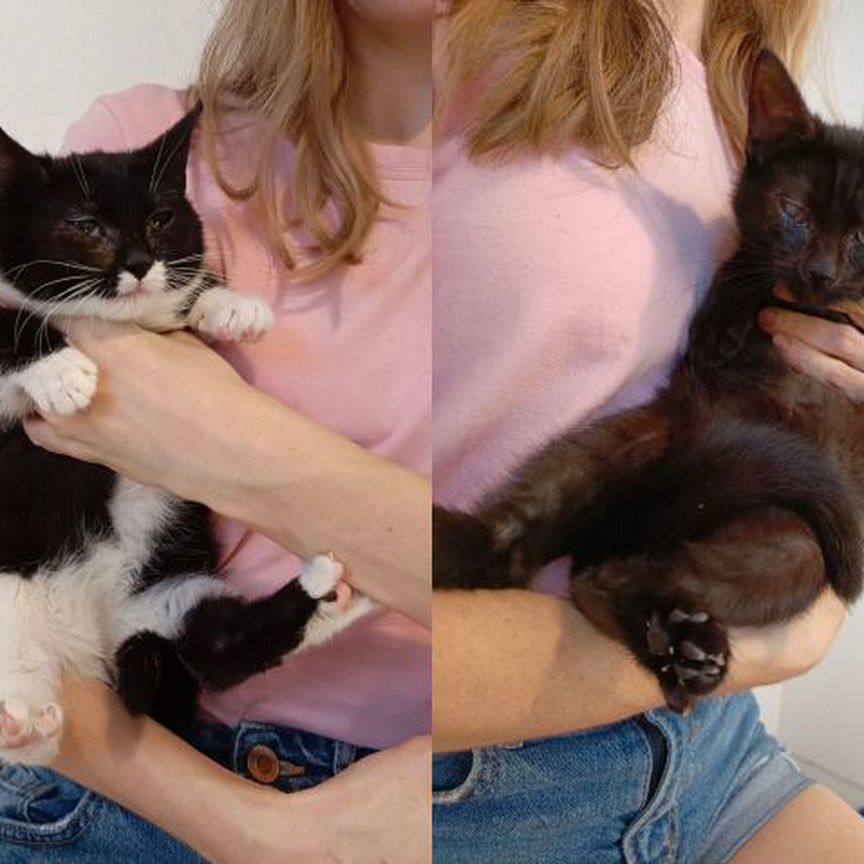 Котята девочки 2,5 мес. бесплатно
