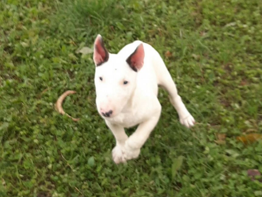 Миниатюрный бультерьер