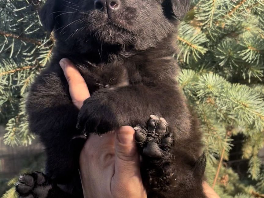 Собаки