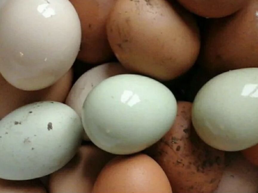 Яйцо куриное домашнее