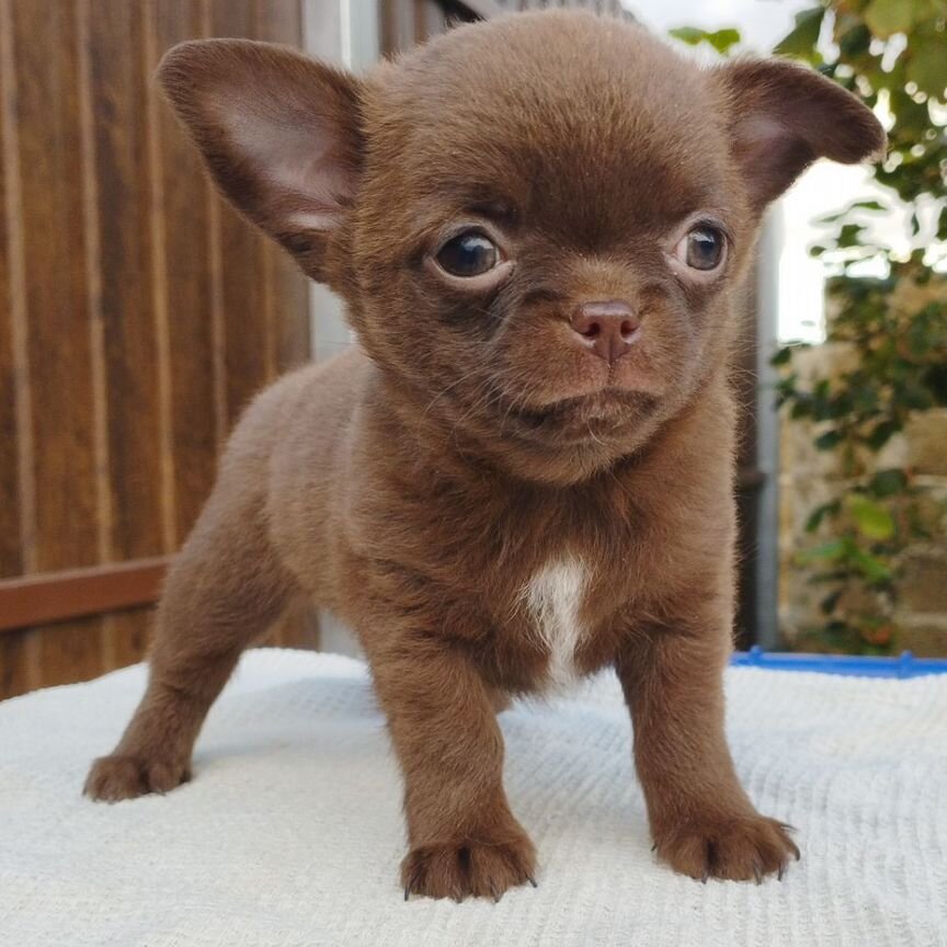 Щенки чихуахуа мальчишки