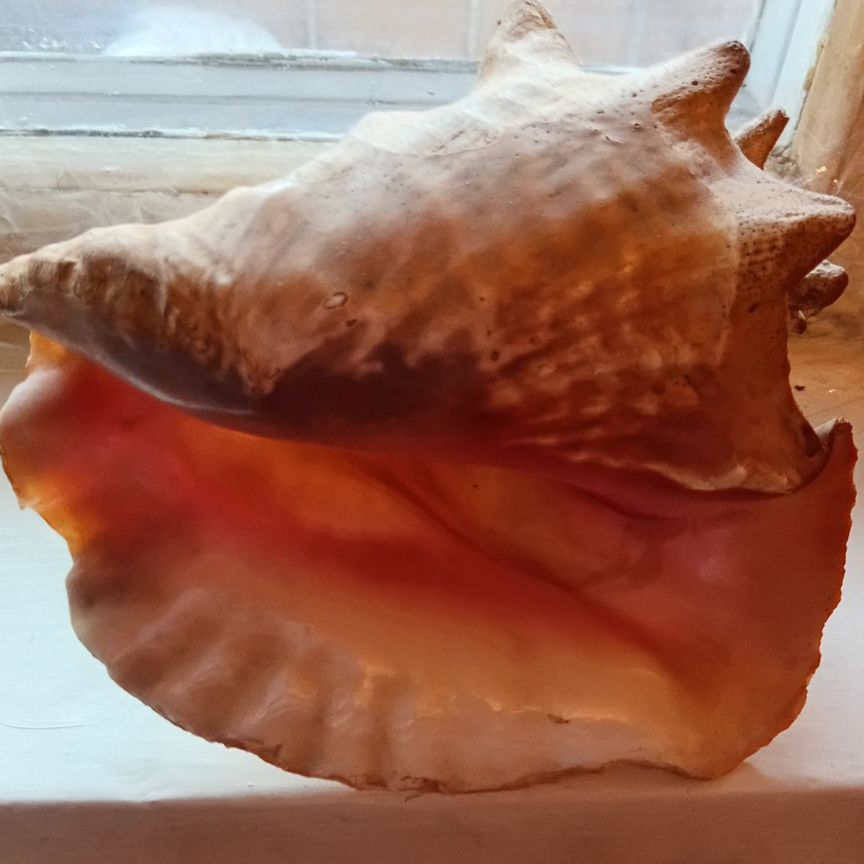 Морские кораллы и ракушка