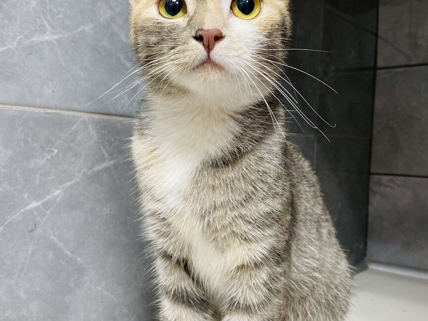 Кошка в дар