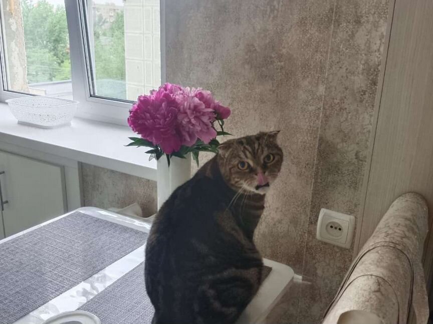 Кошка