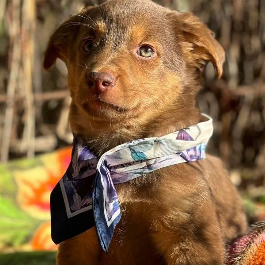 Шоколадным ботончикам нужен дом