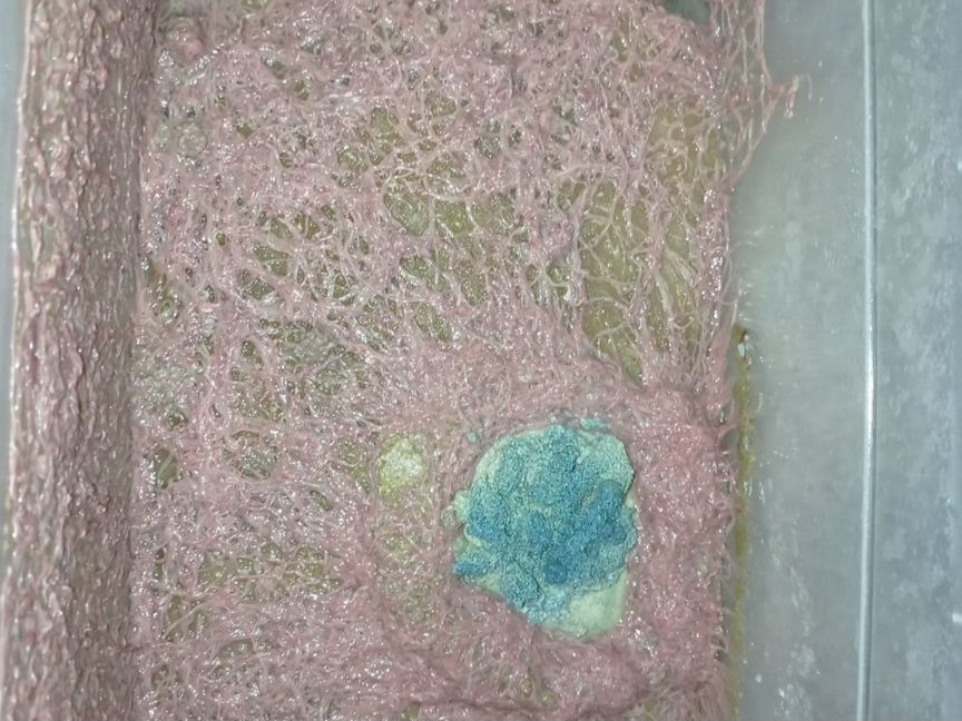 Продам стурисом и трубочник Изя