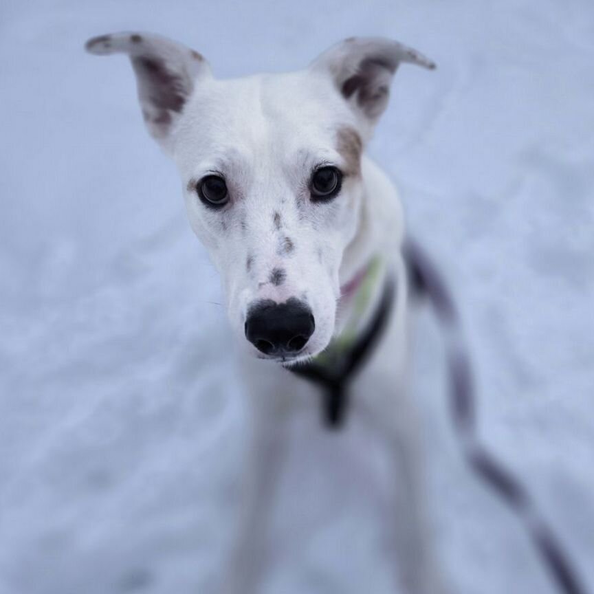 Взрослая собака в добрые руки