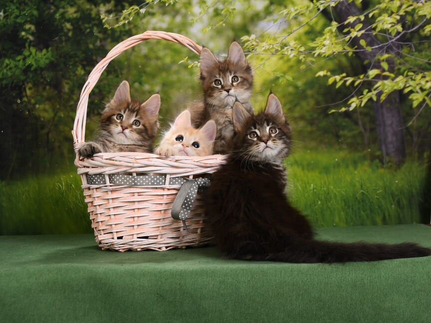 Очаровательные котята мейн-кунята