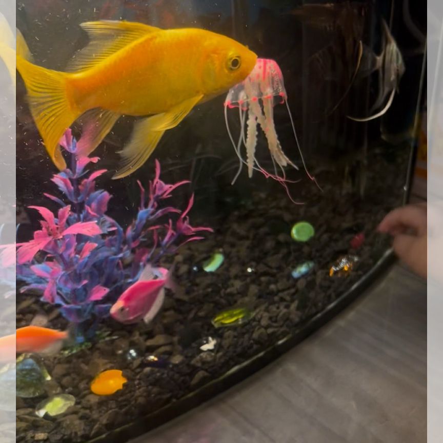 Аквариум с рыбками 30 л