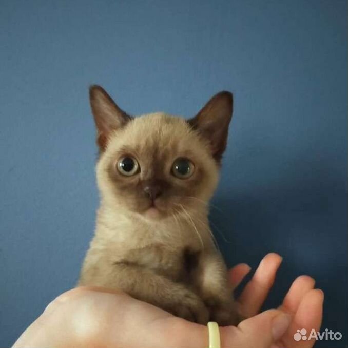 Котята американской бурмы