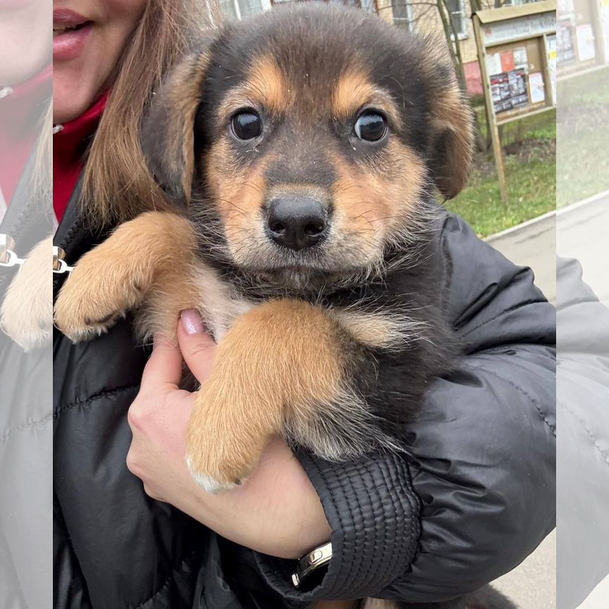 Щенок в добрые руки