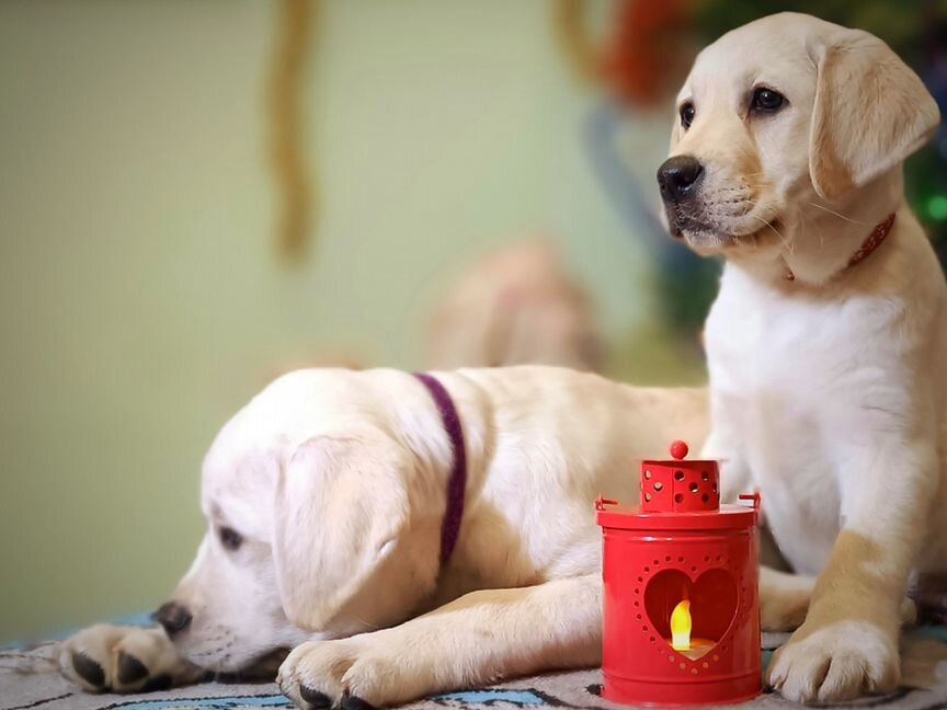 Щенки лабрадора