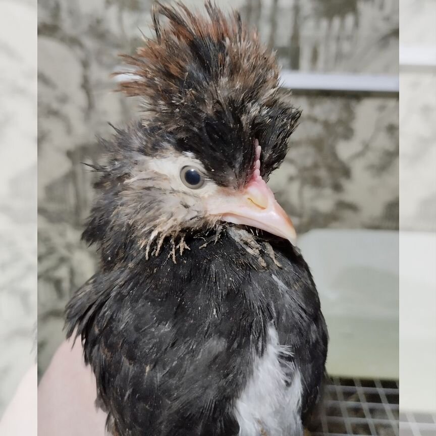 Алтайская Бентамка