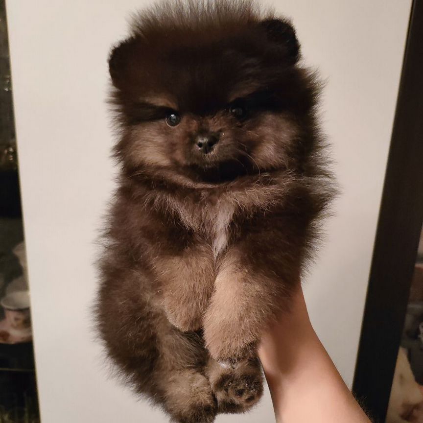 Померанский шпиц