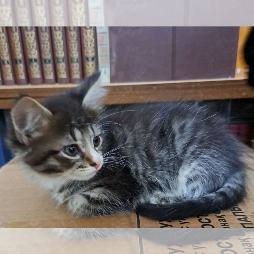 Котенок в добрые руки