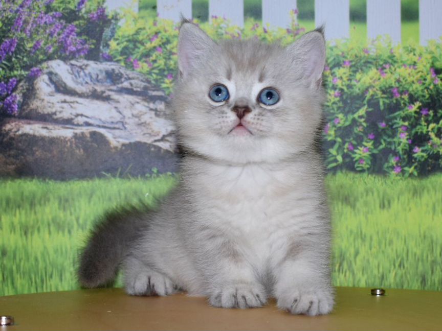 Голубоглазый котик