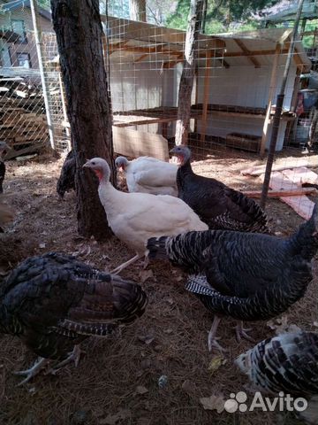 Индюки индюшки индейки