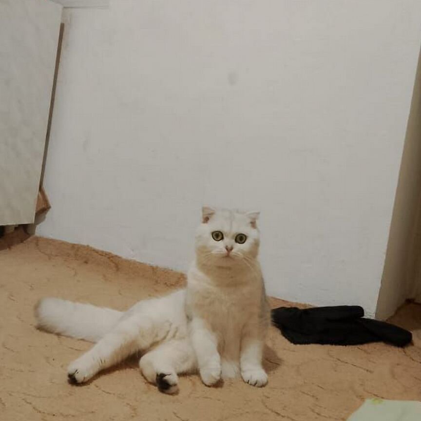 Шотландский вислоухий кот с прямыми ушами