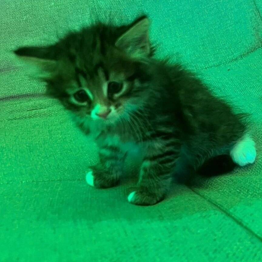 Сибирский котенок от чемпиона мира