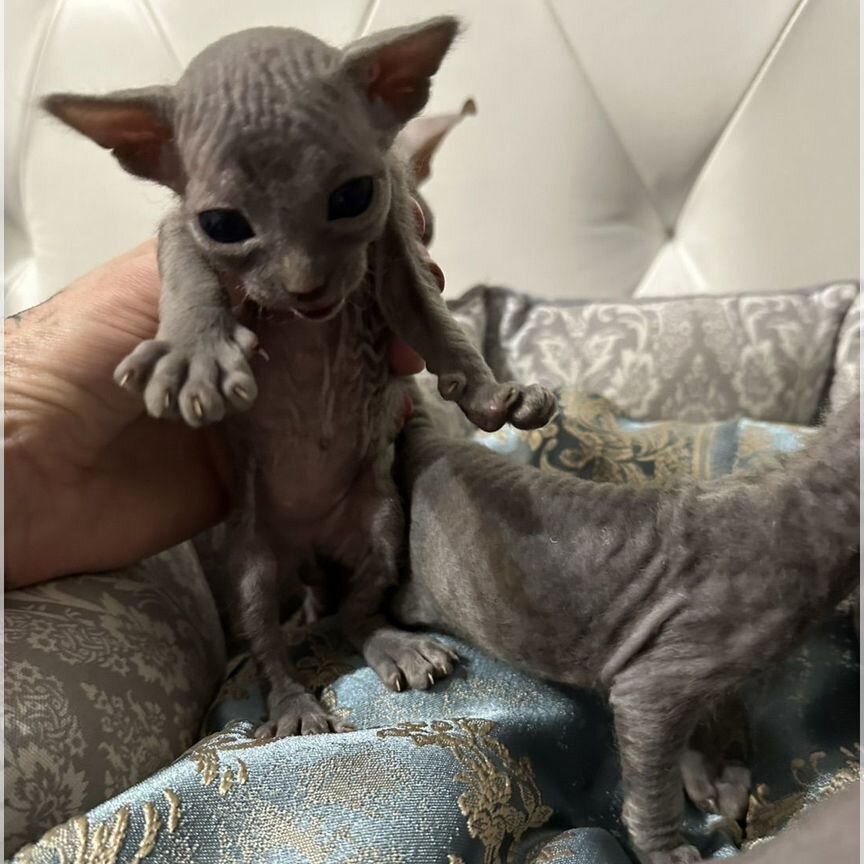 Донской сфинкс котёнок