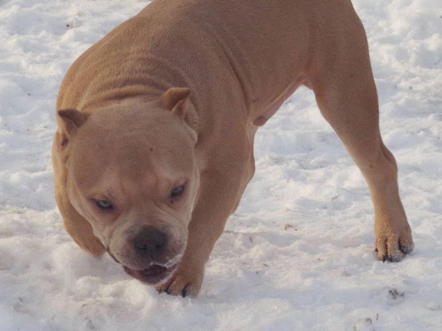 Американский булли экзот