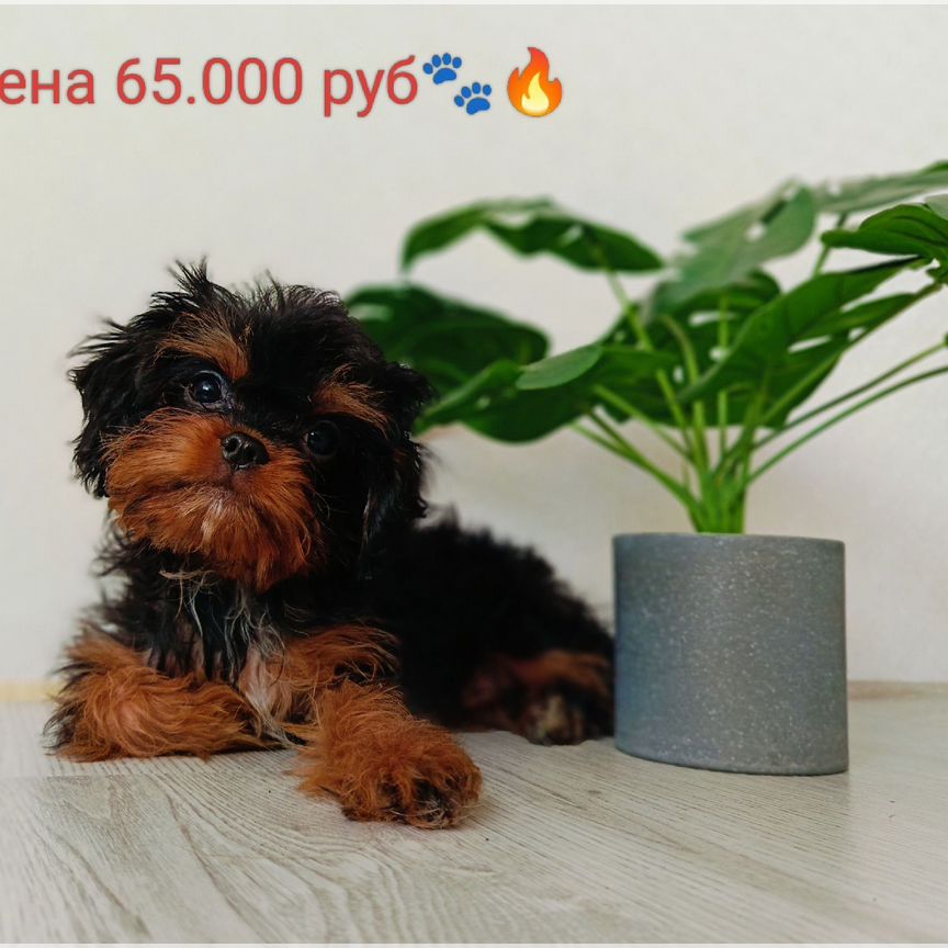 Мальтипу, щенок