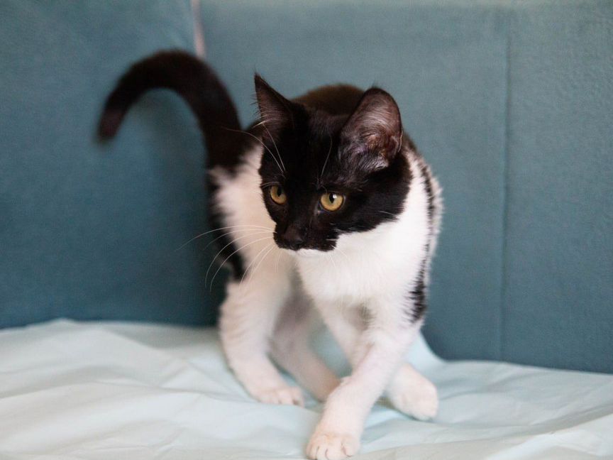 Котенок Мэри