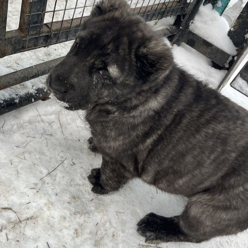 Среднеазиатская овчарка, щенок