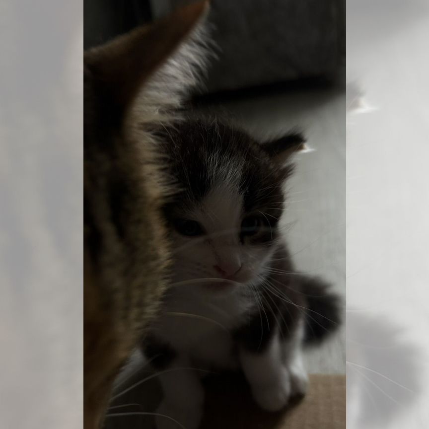 Котята помесь бобтейла