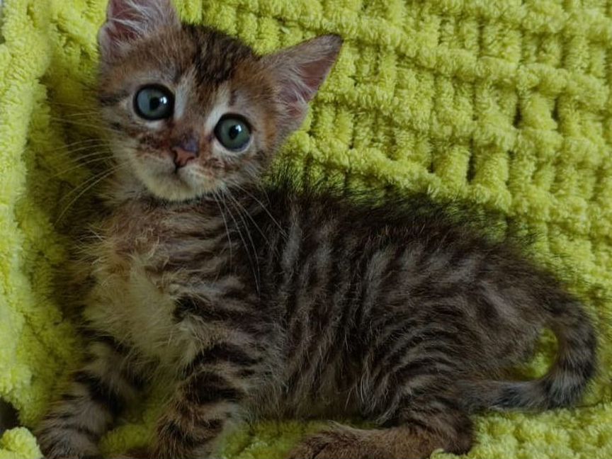 Котенок-девочка ищет дом