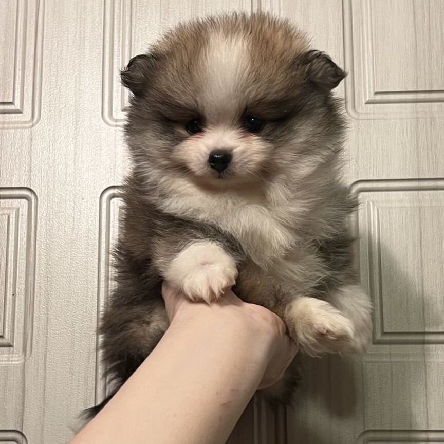 Мишки шалунишки.щенки шпица