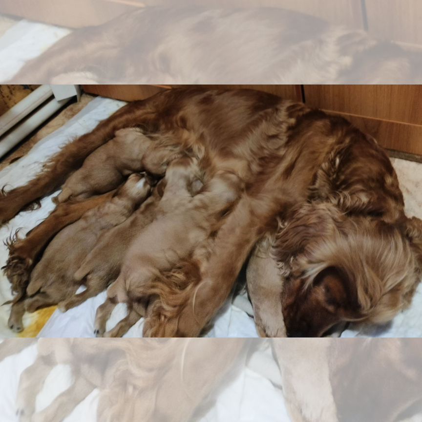 Английский кокер-спаниель, щенок