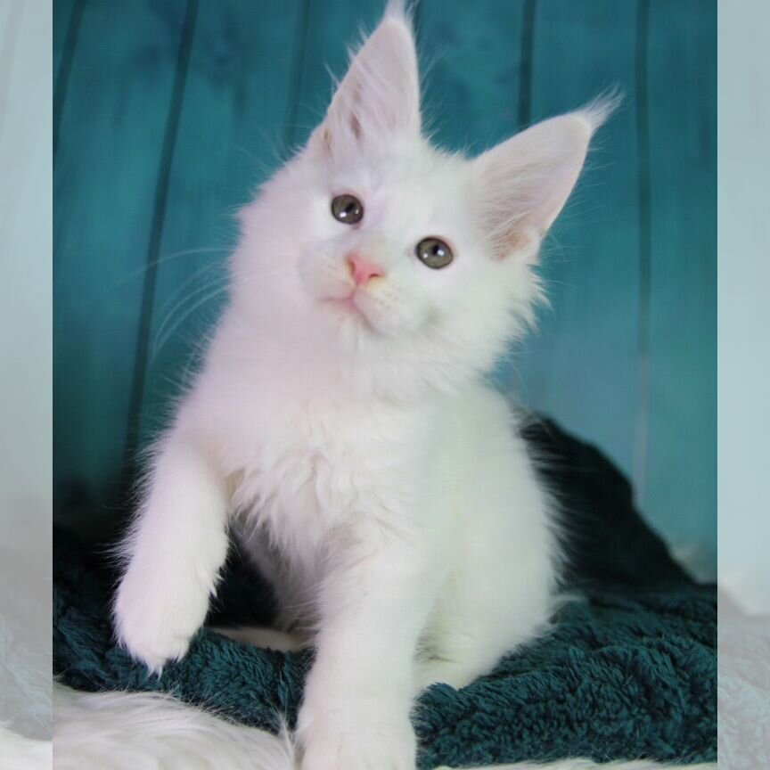 Мейн-кун котёнок