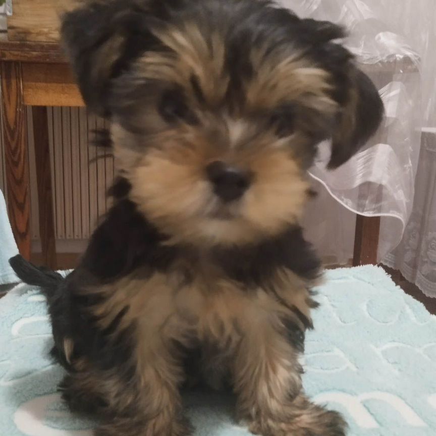 Собака йорк щенок