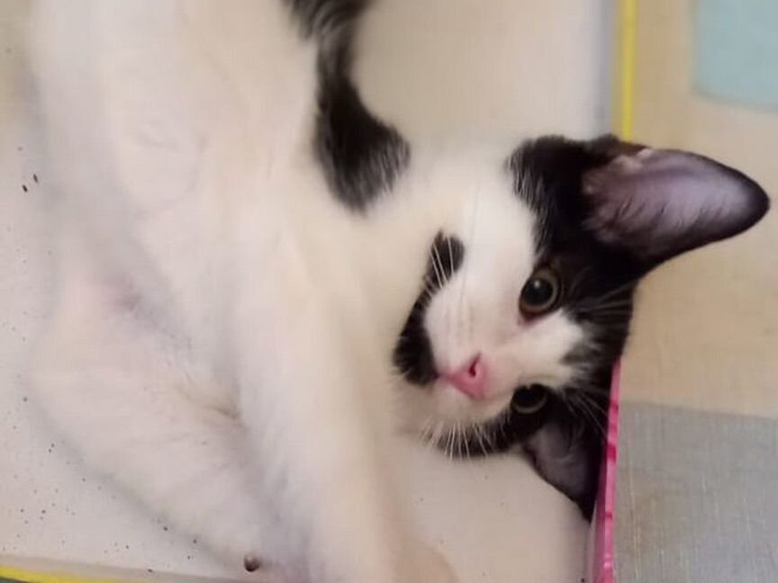 Котенок, мальчик, в добрые руки
