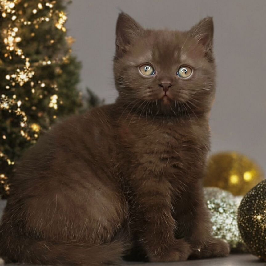 Британские котята от питомника