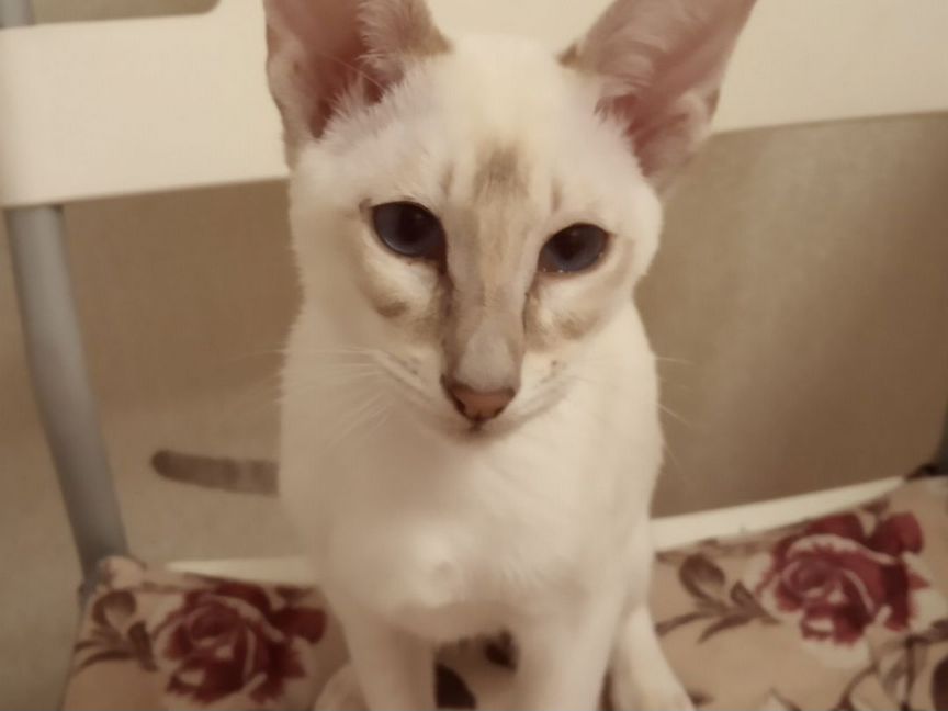 Ориентальный котик